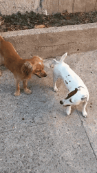 White Dog Doing Moonwalk GIF | GIFDB.com