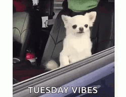 White Dog Tuesday Meme GIF | GIFDB.com