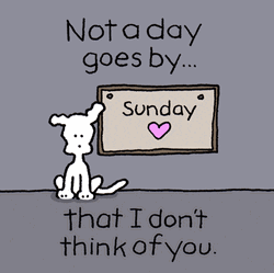 White Doggo Thinking Of You Sympathy GIF | GIFDB.com