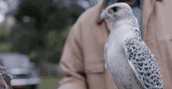 White Juvenile Falcon GIF | GIFDB.com