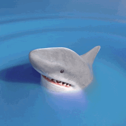 White Shark Okay Meme GIF | GIFDB.com