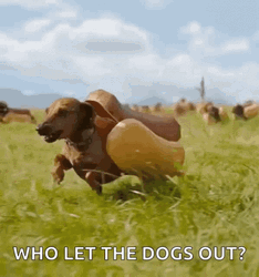 Who Let The Dogs Out Dog Hotdog Bun Funny GIF | GIFDB.com