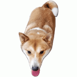 Wiggling Dancing Doge GIF | GIFDB.com