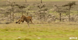 Wild Animals Cheetah Running Faster GIF | GIFDB.com
