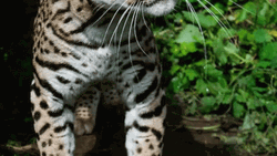 Wild Cat Ocelot Decades GIF | GIFDB.com