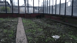 Wild Crazy Cat Breaking Glass GIF | GIFDB.com