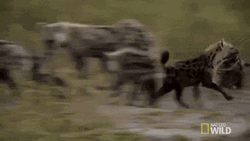 Wild Hyena Scavenger GIF | GIFDB.com