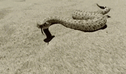 Wild Rattle Snake Attack GIF | GIFDB.com