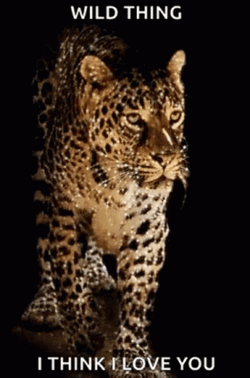 Wild Things Wild Leopard GIF | GIFDB.com