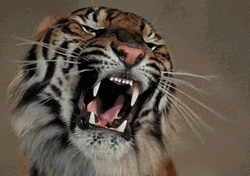 Wild Tiger Showing Fangs GIF | GIFDB.com