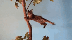 Wind Blowing A Wind Chime GIF | GIFDB.com