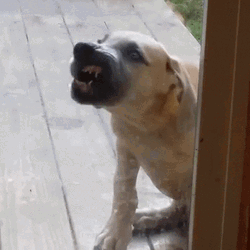 Window Licker Stray Dog GIF | GIFDB.com