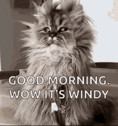 Windy Morning Cat GIF | GIFDB.com