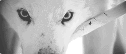 Wolf Eyes White Aesthetic GIF | GIFDB.com