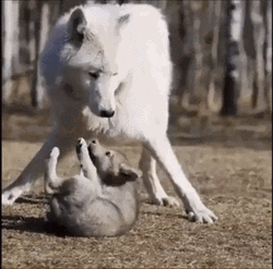 Wolf Family Playing GIF | GIFDB.com