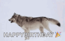 Wolf Howling Happy Birthday GIF | GIFDB.com