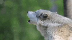 Wolf Howling Side View GIF | GIFDB.com