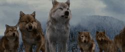 Wolf Pack Breaking Dawn GIF | GIFDB.com