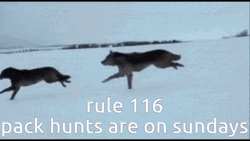 Wolf Pack Hunts On Sundays GIF | GIFDB.com