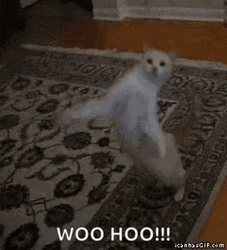 Woohoo Meme Weird Cat Dance GIF | GIFDB.com