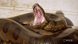 Yawning Monster Anaconda Snake GIF | GIFDB.com