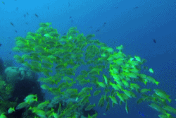 Yellow Snapper Fish Meme GIF | GIFDB.com