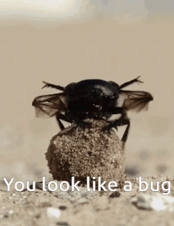 You Look Like A Bug GIF | GIFDB.com