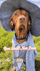 You Shall Not Pass Wizard Dog Meme GIF | GIFDB.com