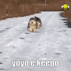 Yoyo 498 X 498 Gif GIF | GIFDB.com