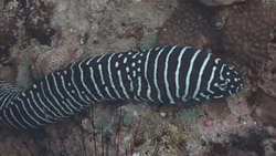 Zebra Moray Eel GIF | GIFDB.com