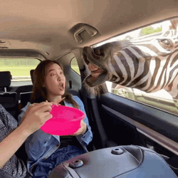 Zebra Scaring The Girl Feeding Them GIF | GIFDB.com