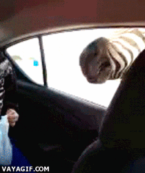 Zebra Snatching Food From The Kid GIF | GIFDB.com