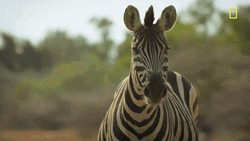 Zebra Staring And Flapping Its Tails GIF | GIFDB.com