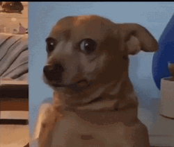 Zooming In Ptsd Dog GIF | GIFDB.com